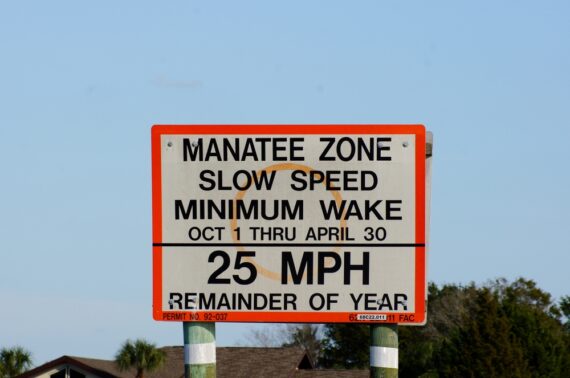 Are Manatee Endangered?