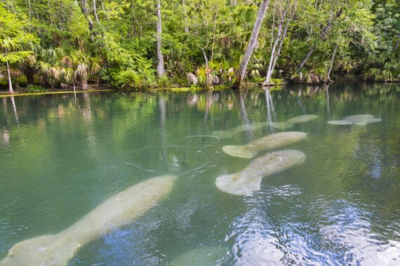Are Manatee Endangered?