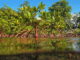 What are Mangroves: Their Importance and Preservation - American Oceans