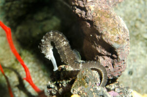 What Do Seahorses Eat?