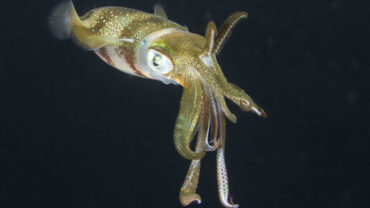 Do Squid Have Bones?