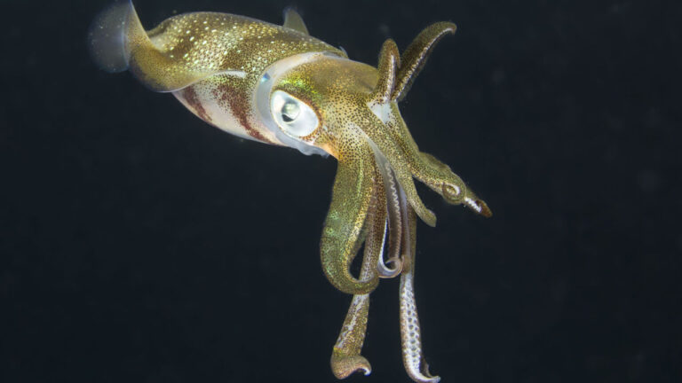 What Do Squid Eat? Feeding Habits, Diet List, and More - American Oceans