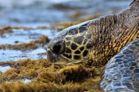What Eats Seaweed?