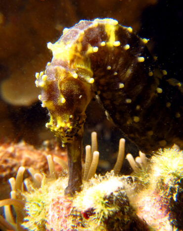 What Do Seahorses Eat?