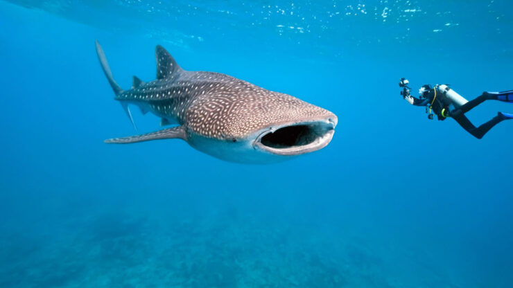 Biggest Fish Ever Recorded - American Oceans