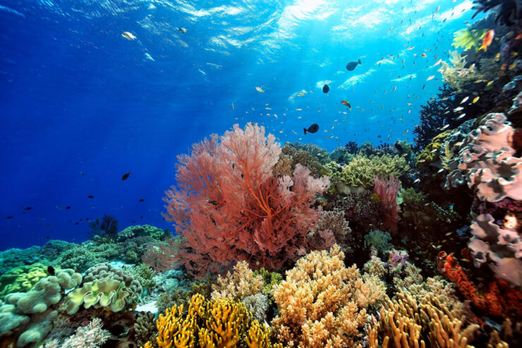 The Incredible Way Coral Reproduces