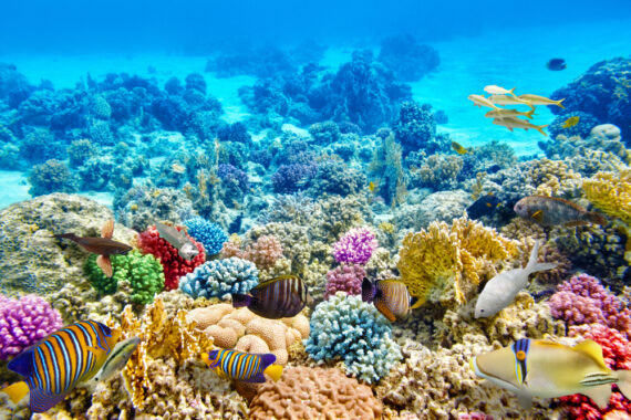 The Incredible Way Coral Reproduces
