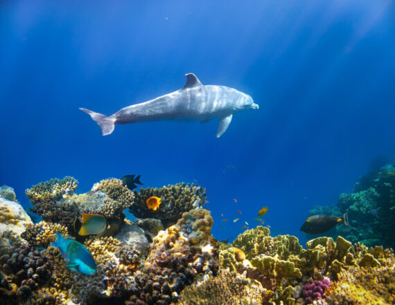 Animals in Coral Reefs: A Concise Overview of Diverse Species