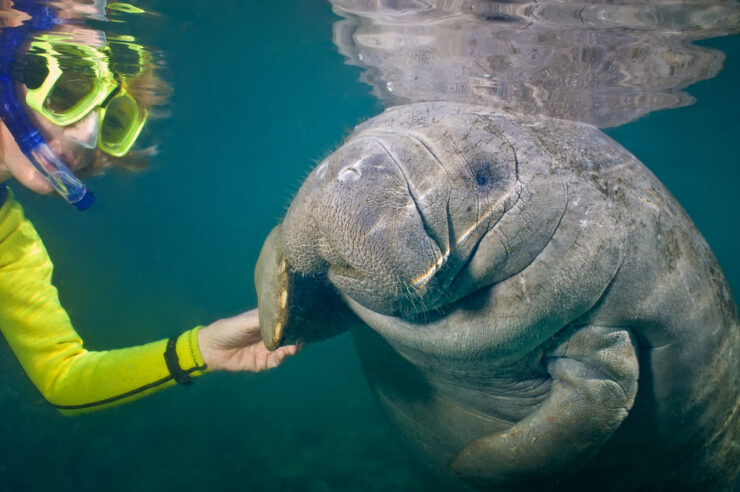 Are Manatee Dangerous? Debunking Myths and Exploring Facts