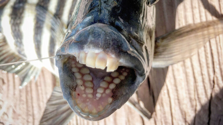 Disturbing Fish with Human Teeth