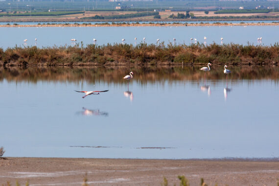 The Difference Between Wetlands, Marshes and Swamps