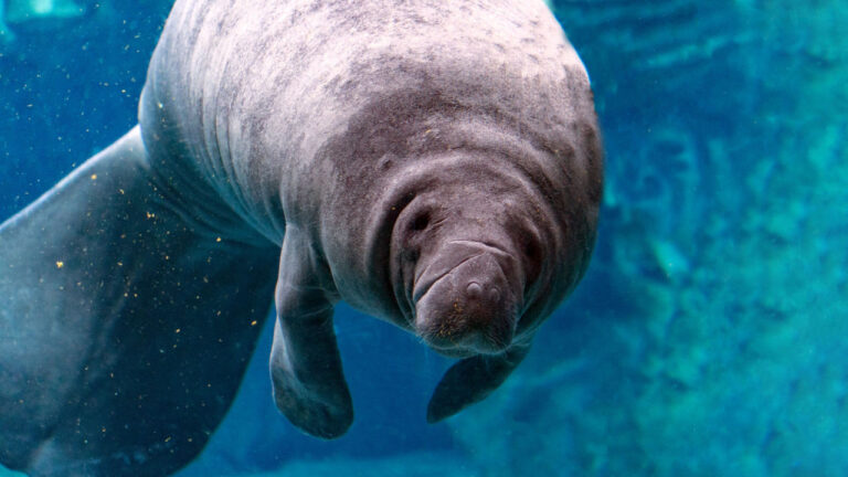 The Difference Between a Sea Cow and a Manatee