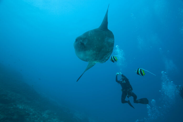 Ocean Sunfish