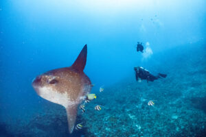 Ocean Sunfish