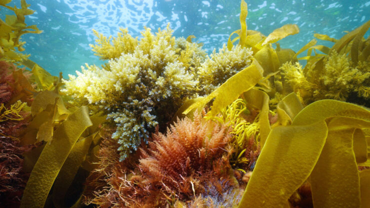 The Different Types of Ocean Plants