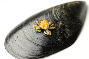 The Smallest Crabs in the World - American Oceans