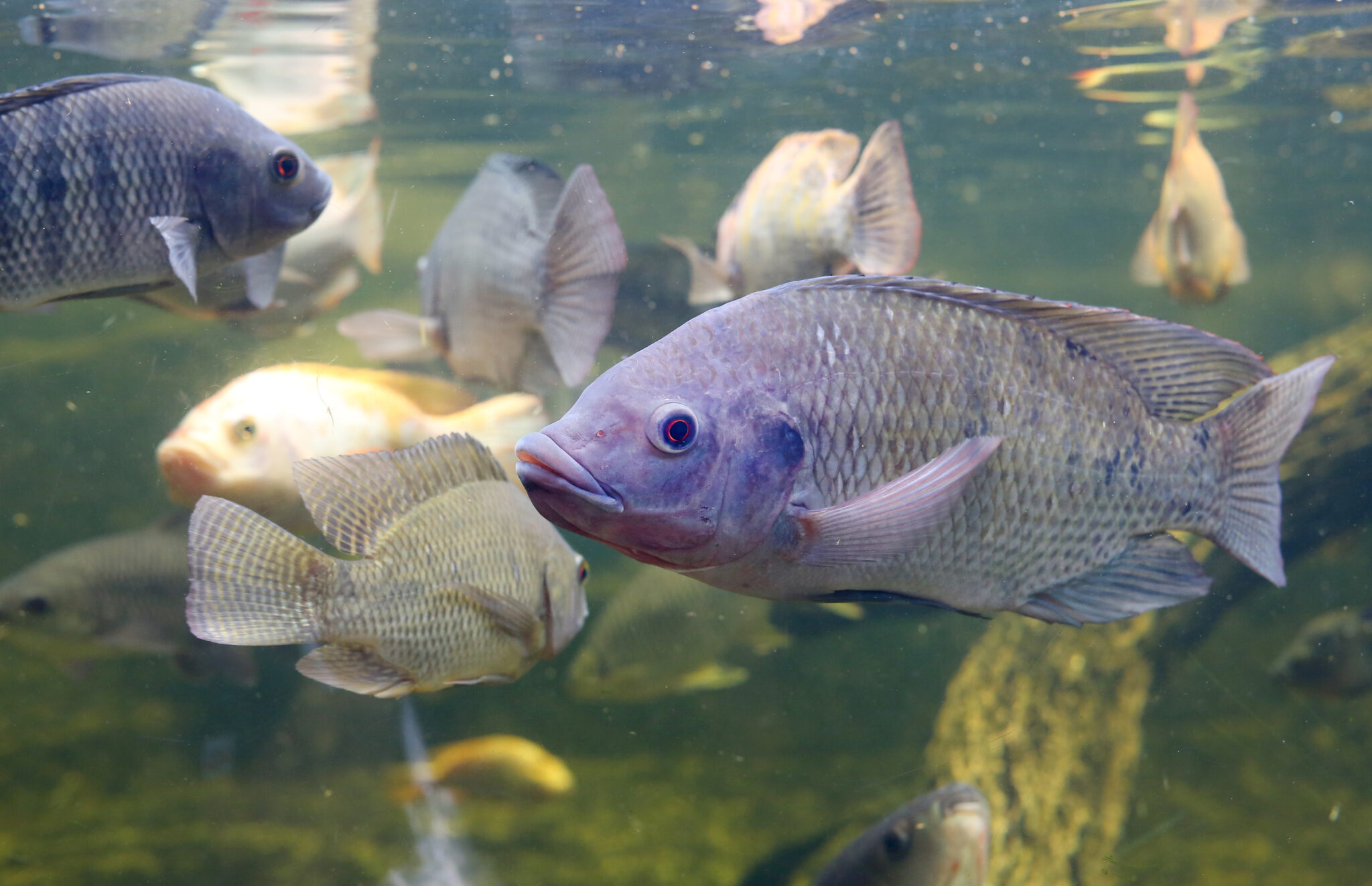 What Do Tilapia Eat
