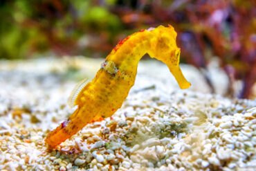 What Do Seahorses Eat?