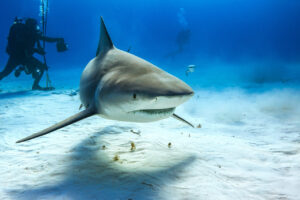 What is a Requiem Shark?