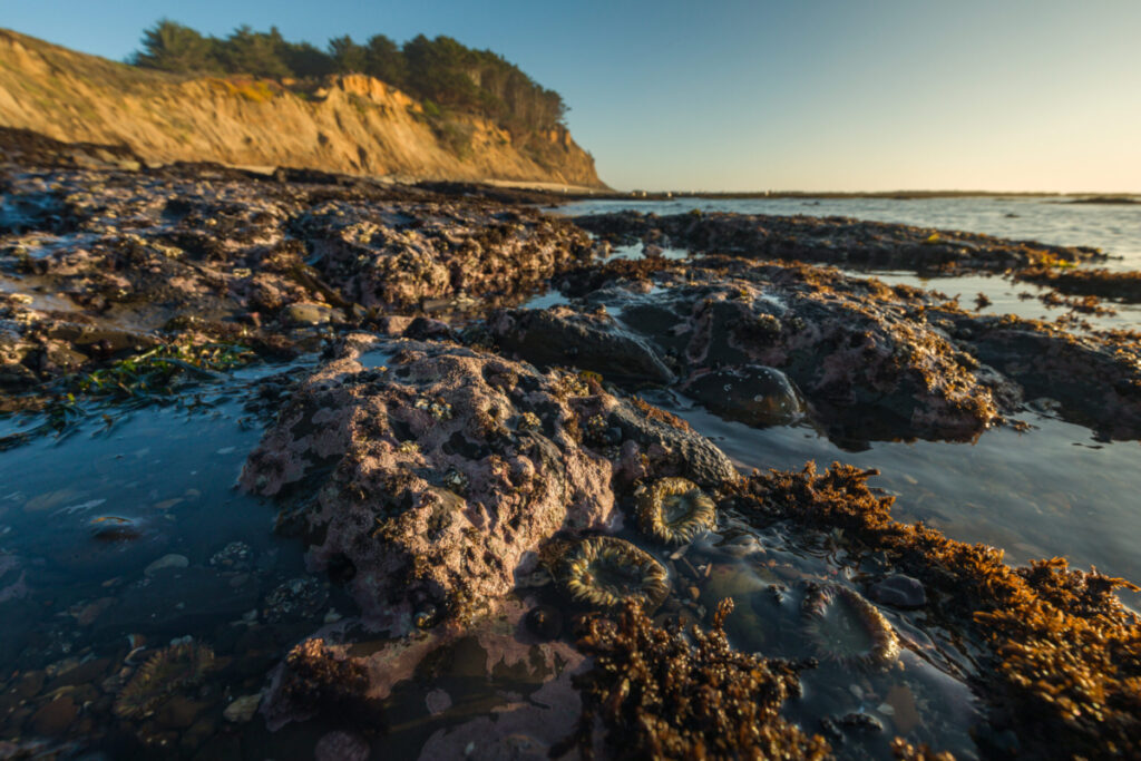 What Is A Tide Pool 
