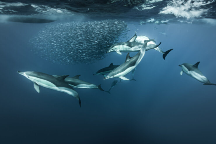 How Fast Can a Dolphin Swim?