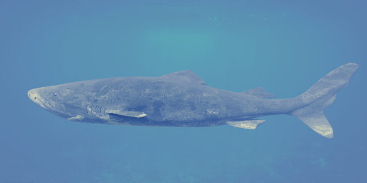 Are There Sharks in Antarctica?