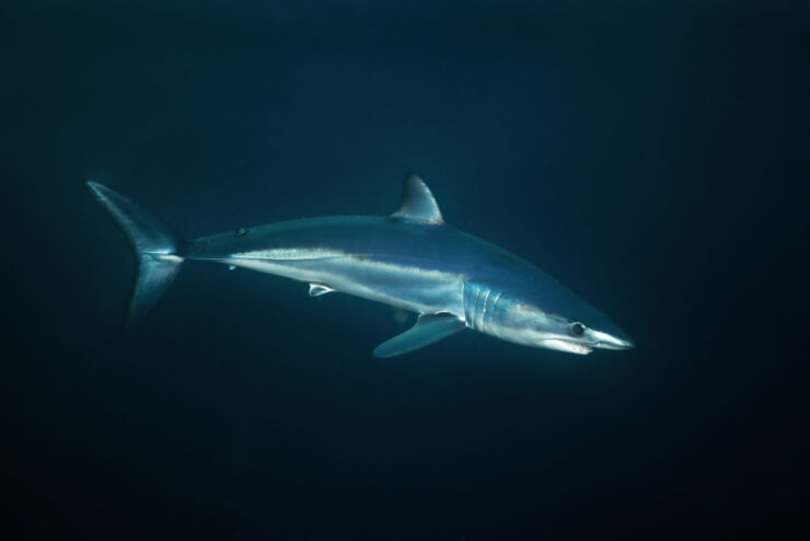 Understanding Shark Anatomy