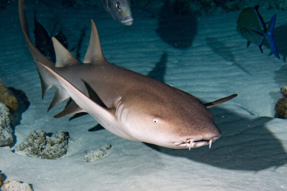 The Devastating Reality of Shark Finning
