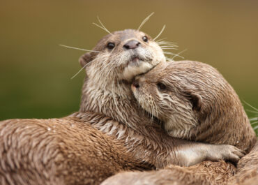Different Types of Otters