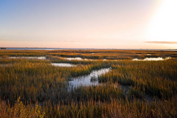 What is a Salt Marsh? An Essential Ecosystem Explained