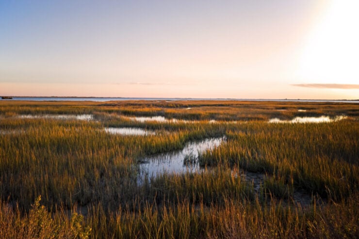 What is a Salt Marsh? An Essential Ecosystem Explained