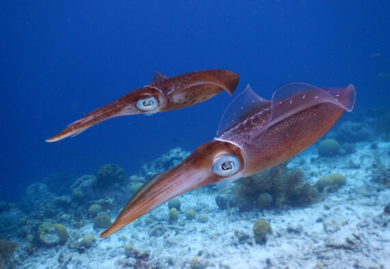 What's the Difference Between Colossal Squid and Giant Squid?