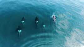 Biggest Orca Ever Recorded