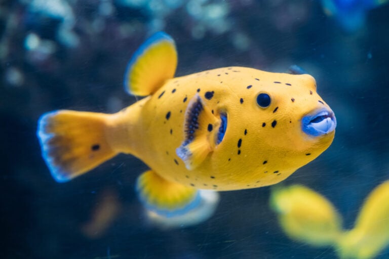Are Puffer Fish Dangerous?
