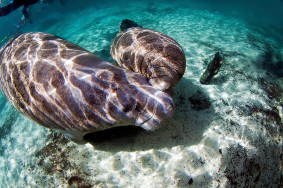 Baby Manatee Facts