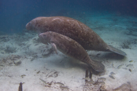 Baby Manatee Facts