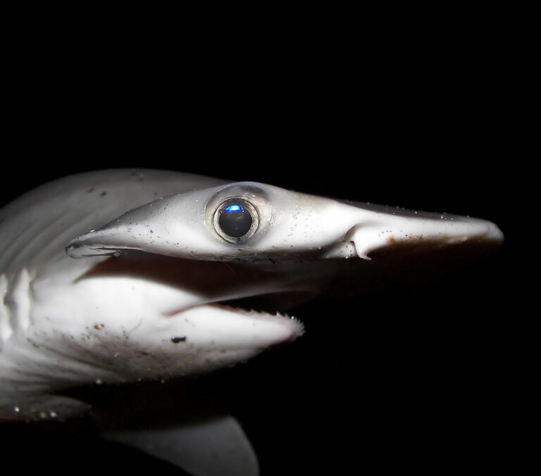 Bonnethead Shark