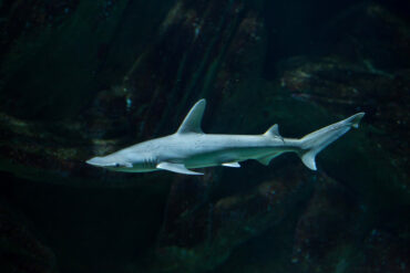 Bonnethead Shark