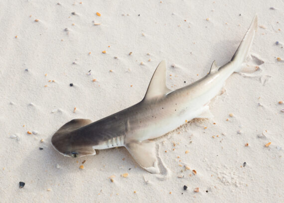 Bonnethead Shark
