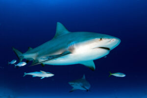 Do Sharks Have Scales? - American Oceans