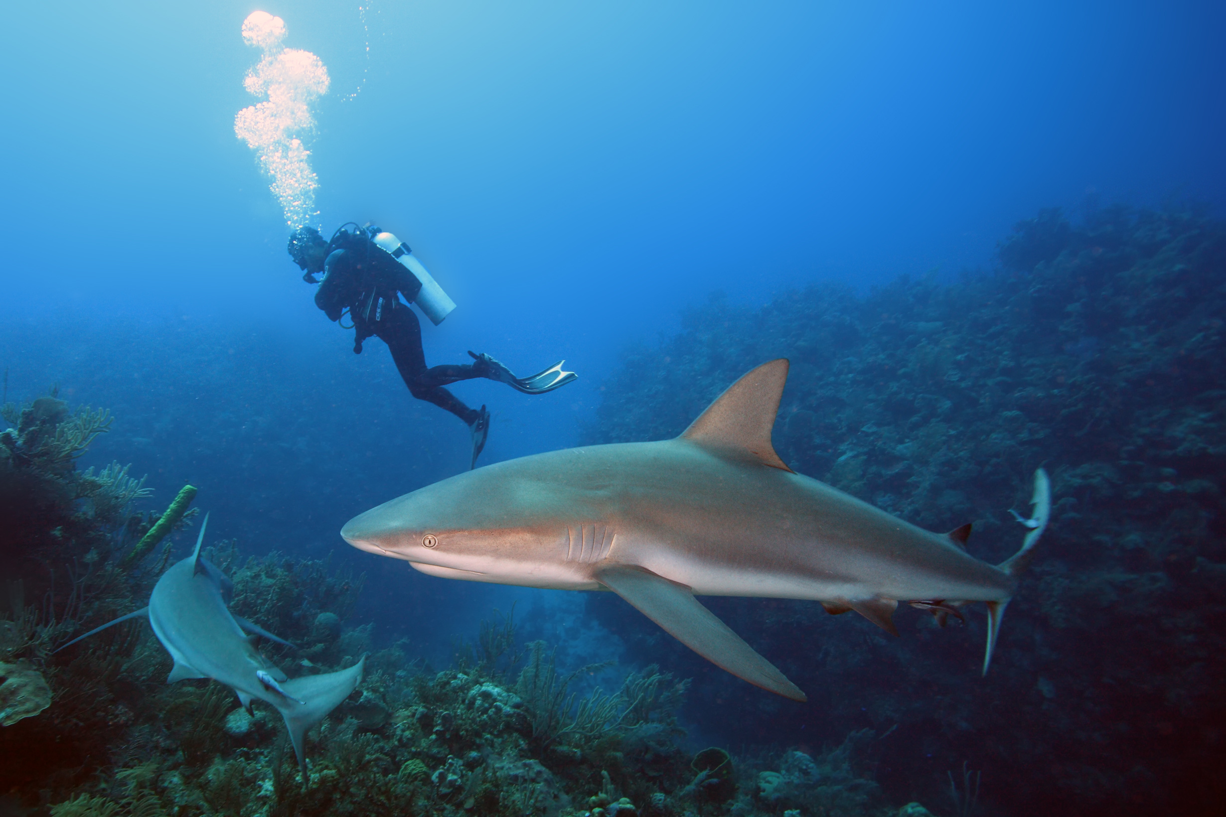 Caribbean Reef Shark Habitat