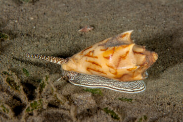 Amazing Sea Snail Facts - American Oceans