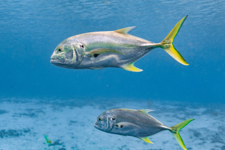 Can You Eat Jack Crevalle?