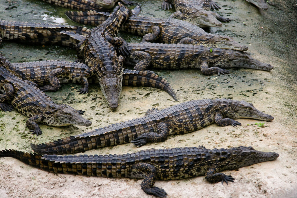 Alimentation Du Crocodile Le Crocodile FPYK