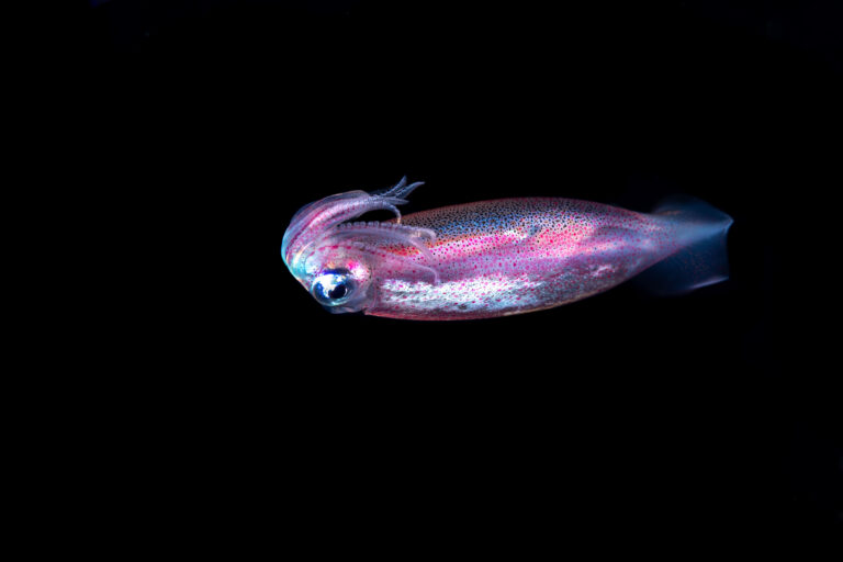 Can Neon Flying Squid Jump Out Of Water?