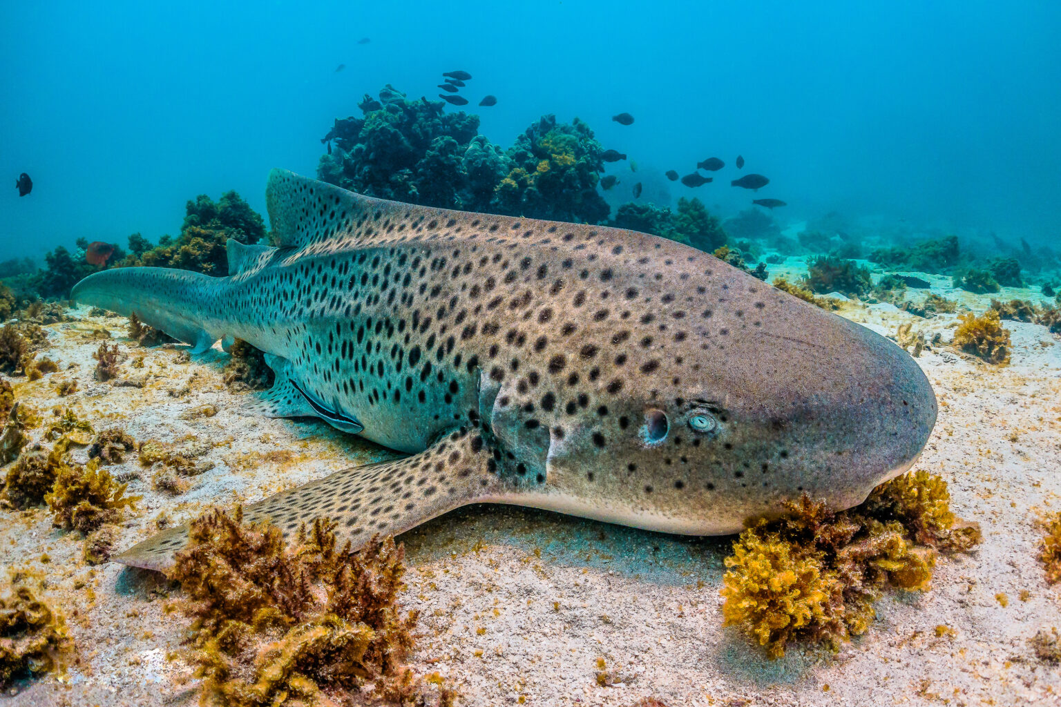 Cutest Sharks Ever Recorded - American Oceans