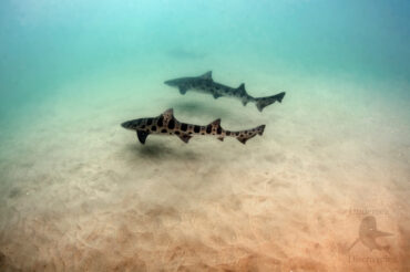 Tonic Immobility in Sharks