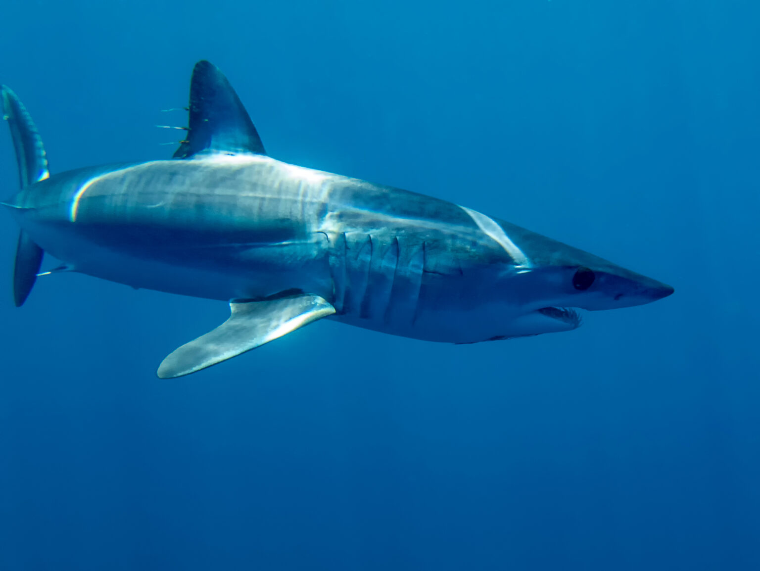 Shortfin Mako Shark