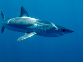 Shortfin Mako Shark