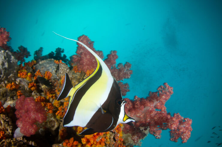 Finding Nemo Fish Species - American Oceans